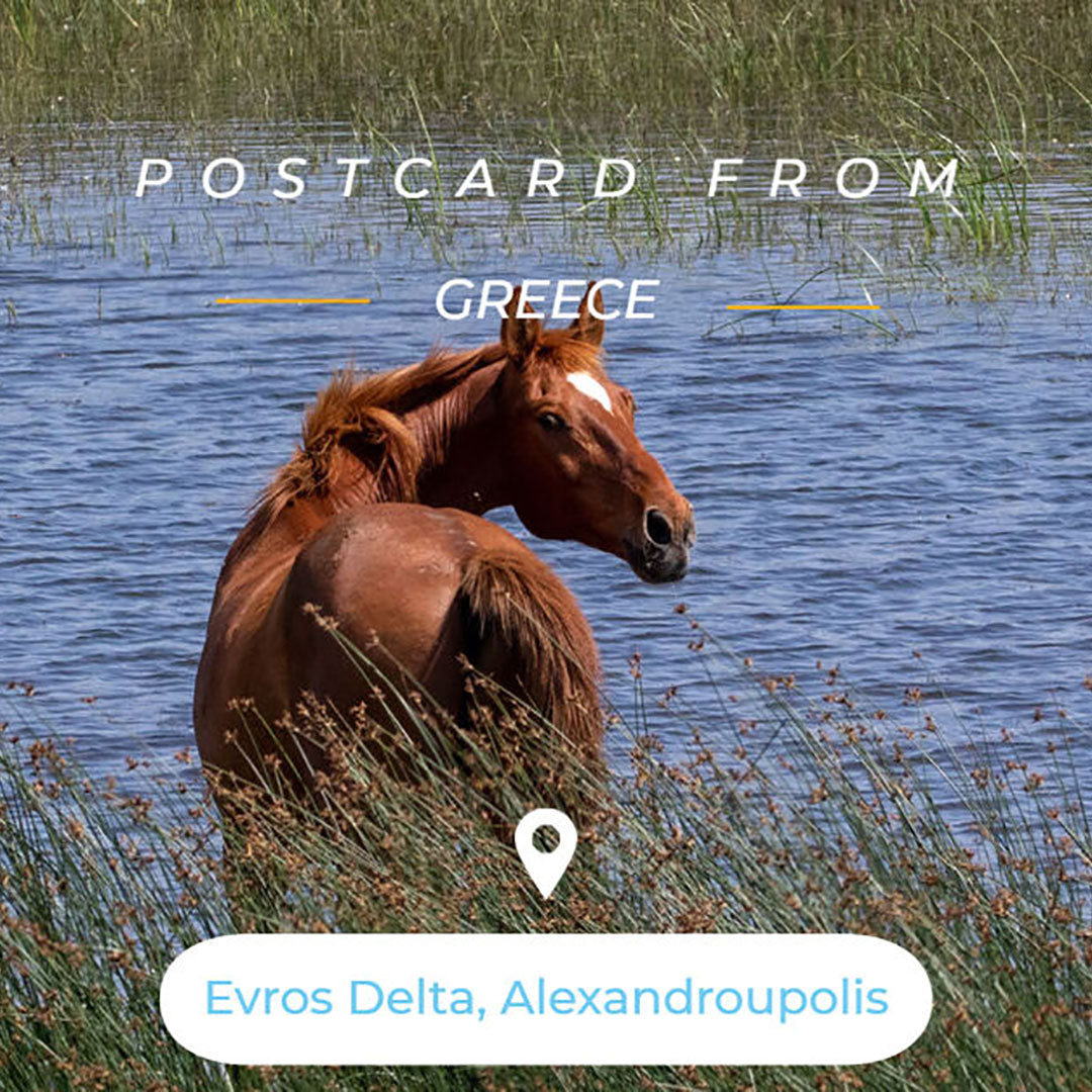 Traveling to Greece: Tips to visit Evros Delta National Park, - Zelos® Authentic Greek Artisan