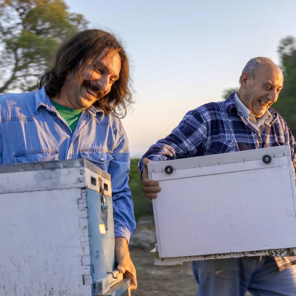 Figs: Discover the Blue Zone Greek Superfood You Need to Try Today ...